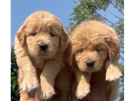 Buy Golden Retriever Puppy Available In Delhi NCR OwnPetz