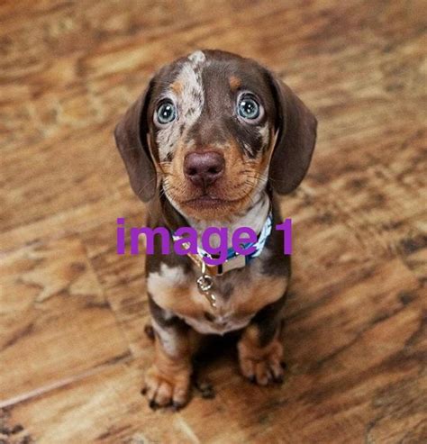 Qa Release 279 Testing Fashion For Sale At 1stdibs