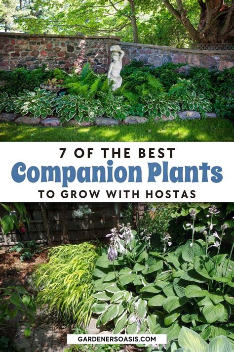 The Best Companion Plants For Hostas In Your Garden Companion