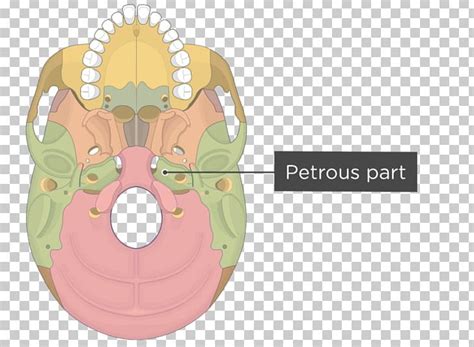 Pterygoid Processes Of The Sphenoid Sphenoid Bone Medial Pterygoid