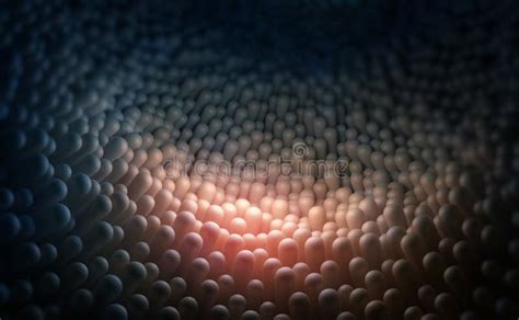 Villus Intestinaux Humains De Muqueuse Dintestins Au Microscope