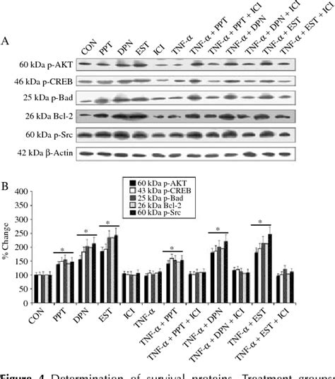 Figure 4 From Estrogen Receptor Agonists And Estrogen Attenuate Tnf α Induced Apoptosis In Vsc4