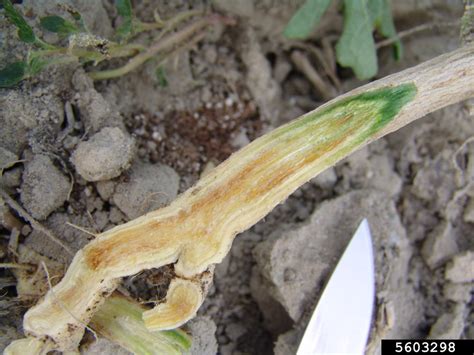 Fusarium And Verticillium Wilts Of Vegetables Usu