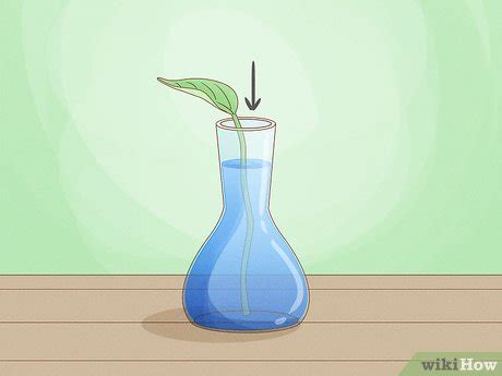 Fascinating And Easy Ways To Grow A Plant Without Soil