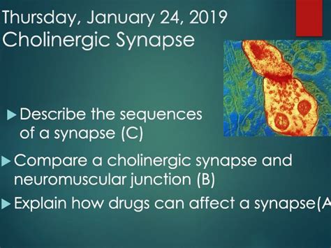 Cie 15 1 Cholinergic Synapse And Neuromuscular Junction Teaching