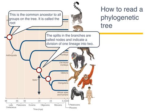 Microbial Diversity Part 2 Reading Phylogenetic Trees Ppt
