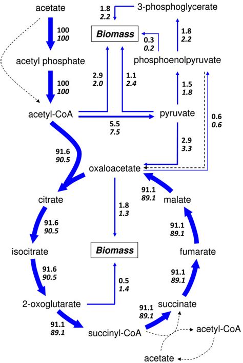 Metabolic Flux Distributions In G Metallireducens By In Silico
