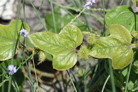 Passiflora Passionflower Fsus