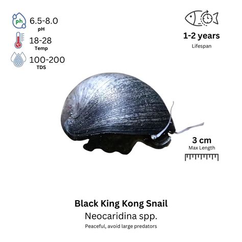 Black King Kong Snail Ornamental Indonesia