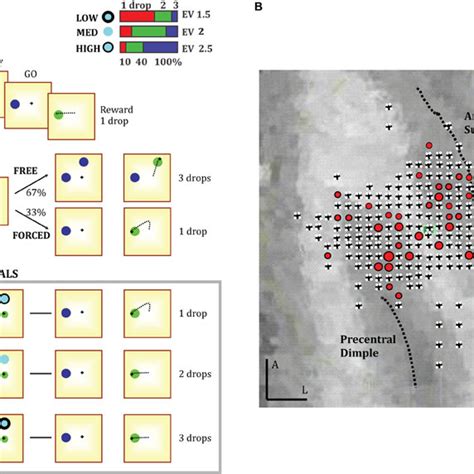 Paul Cisek Université De Montréal Montréal Udem Department Of Physiology