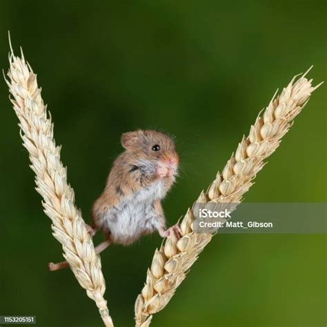 사랑 스러운 귀여운 수확 쥐 중립 녹색 자연 배경으로 밀 줄기에 미세 미 뉴 트 갈고리 발톱에 대한 스톡 사진 및 기타 이미지 갈고리 발톱 귀여운 꼬리 Istock
