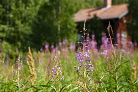 Сорняк с фиолетовыми цветами 25 фото