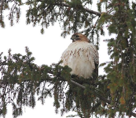 Red Tailed Hawk Nest 2009 2017 Adult Red Tailed Hawks Sitting At Nest