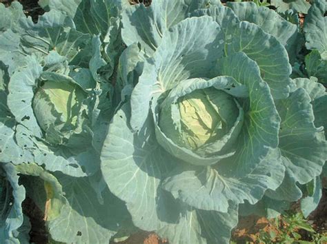 How Spacing Affects Cabbage Head Size And Yield Farmers Weekly