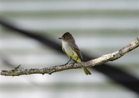 Eastern Phoebe Immature Birdforum