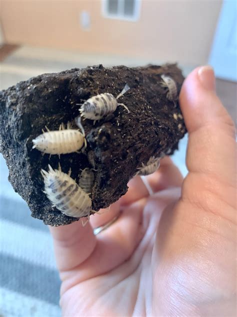 Isopod Culture Help Mites R Isopods