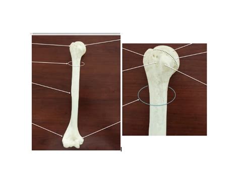 Humerus Bone Proximal — Printable Worksheet