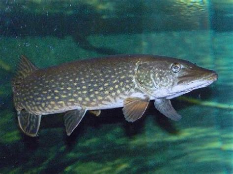 Купить малька и крупную живую рыбу для зарыбления пруда Цены в Москве и в Подмосковье