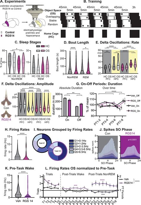 Figures And Data In Increased Cortical Plasticity Leads To Memory Interference And Enhanced