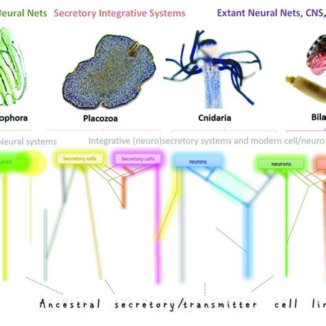 Generic Neurotransmitter System Download Scientific Diagram