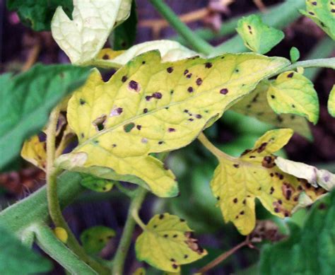 10 Common Tomato Plant Diseases How To Protect Your Crop Common