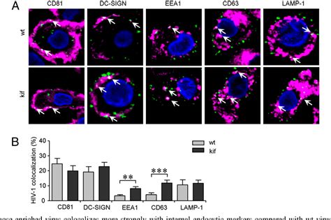 Figure 7 From Hiv 1 N Glycan Composition Governs A Balance Between Dendritic Cell Mediated Viral
