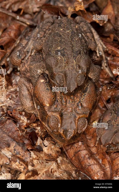 Cane Toad Bufo Marinus Pair Mating In Leaf Litter Ecuador Stock Photo Alamy