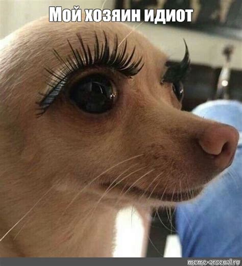 Meme Мой хозяин идиот All Templates Meme