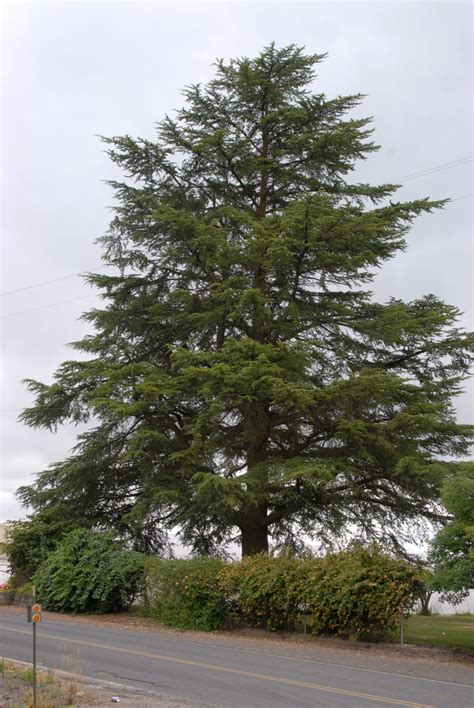 Cedrus Deodara Deodar Cedar Himalayan Cedar North Carolina Extension Gardener Plant Toolbox