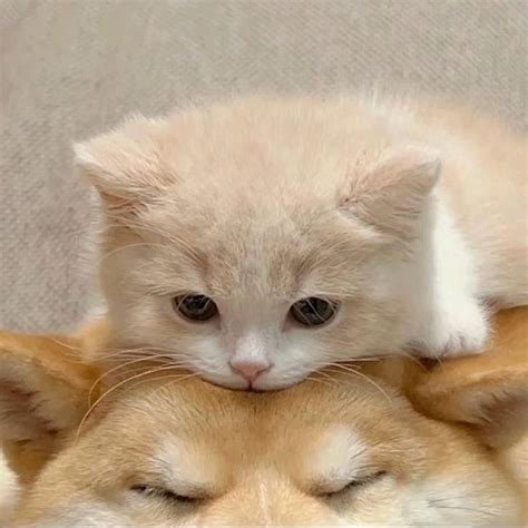 Matching Pfps Kitties In 2023