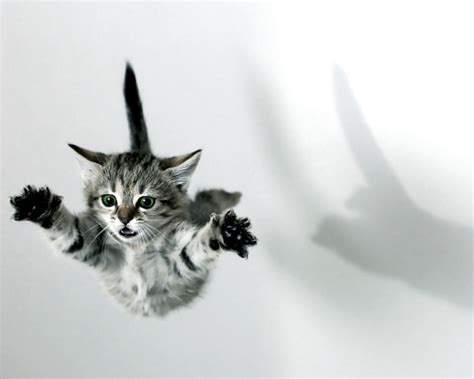 SuperKitty Wallpaper - Cats Wallpaper (28363024) - Fanpop