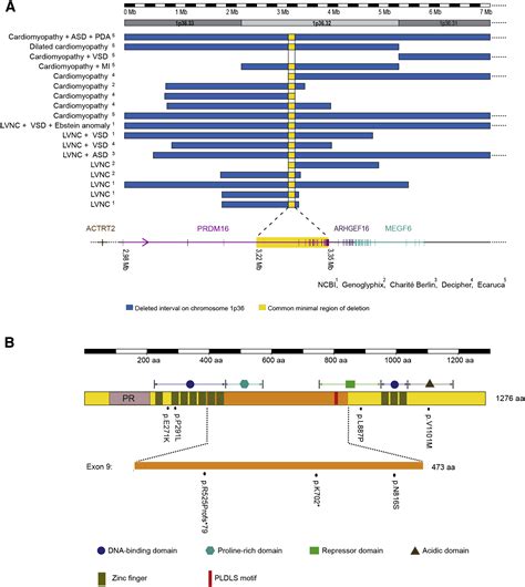 Fine Mapping Of The 1p36 Deletion Syndrome Identifies Mutation Of Prdm16 As A Cause Of