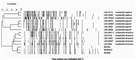 Dendrogram Of The Cluster Analyses Of Aflp Tm Profiles Id11613