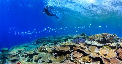 Great Barrier Reefs Resist Back To Back Bleaching Events Through