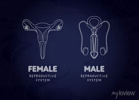 Sex Education Reproductive System Biology Class Concept Vector Posters For The Wall Posters