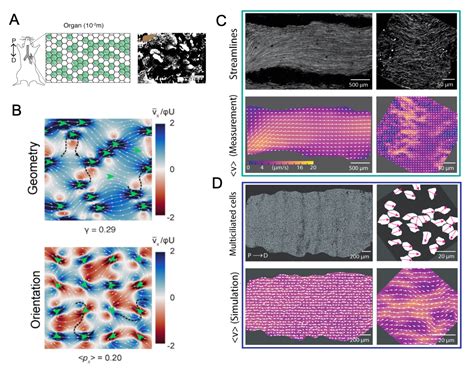 Multi Scale Spatial Heterogeneity Enhances Particle Clearance In Airway