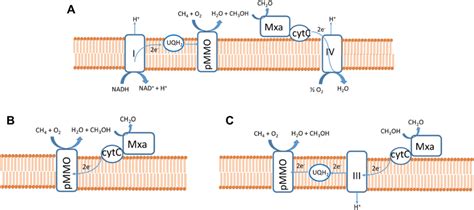 Schematic Of The Three Theories That Account For The Methane Oxidation