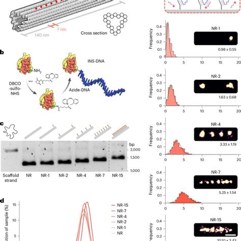 PDF Nature Nanotechnology Nature Nanotechnology Multivalent Insulin Receptor Activation Using