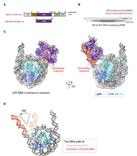 Figure 1 From Structural Basis For P53 Binding To Its Nucleosomal Target Dna Sequence Semantic