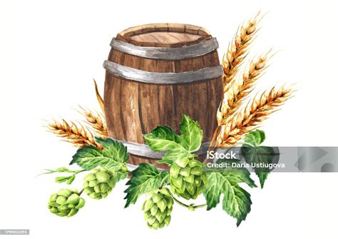 맥주와 신선한 녹색 홉과 밀과 보리의 이삭이 담긴 나무 통 손으로 그린 수채화 그림 흰색 배경에 고립 맥주에 대한 스톡 벡터 아트 및 기타 이미지 Istock