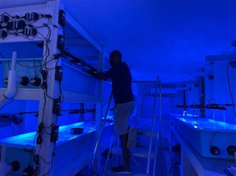 Reports On Corals For Climate Restoring Resilient Reefs Globalgiving