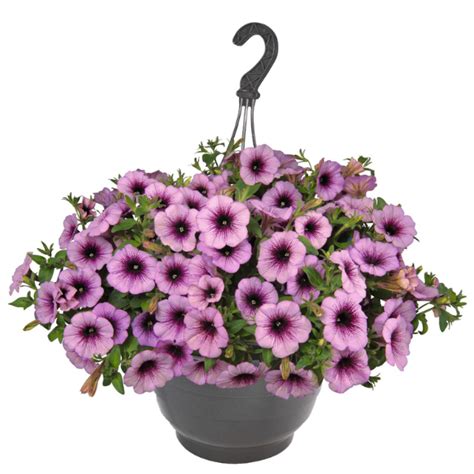 Petunia Hybrida Surprise Raspberry Jam Lucas Greenhouses
