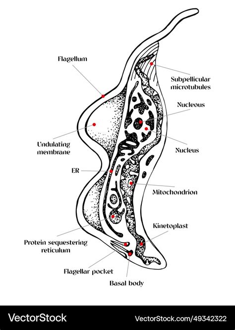 Trypanosoma Diagram Motility And More The Flagellum Of Trypanosoma