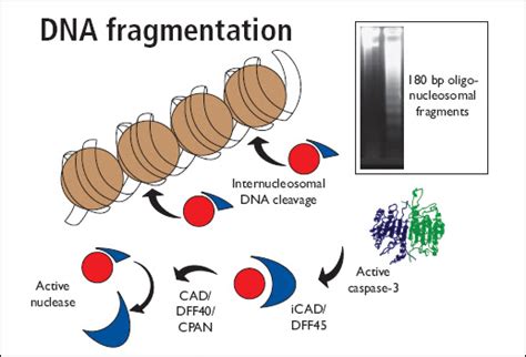 Armands Blog Mycoplasma Dapi Staining