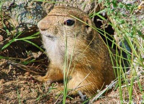 How To Trap A Gopher Pest Supply Canada