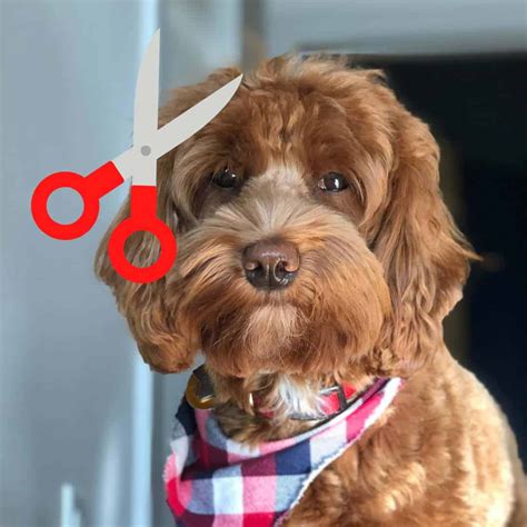 How Often Should I Feed My Labradoodle Puppy