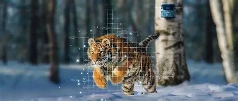 Ai In Wildlife Conservation Ai Has Demonstrated Its Versatility In By Synced Syncedreview
