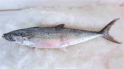 Ikan Tenggiri Cara Merawat Pakan Harga Jual Lengkap