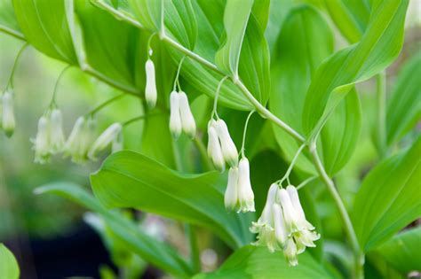 Polygonatum Multiflorum Solomons Seal Fieldstone Gardens Inc