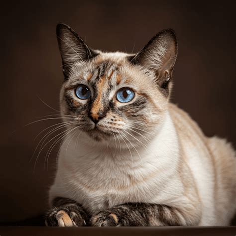 12 Types Of Siamese Cats Shape Colors And Characteristics With